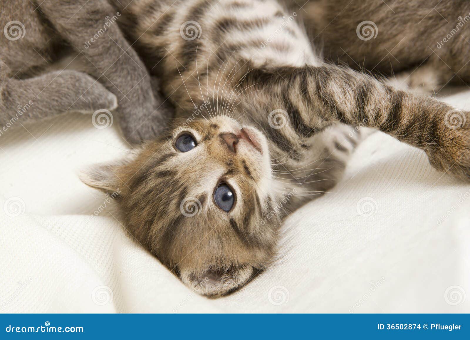 Gato rayado foto de archivo. Imagen de peludo, viejo - 36502874