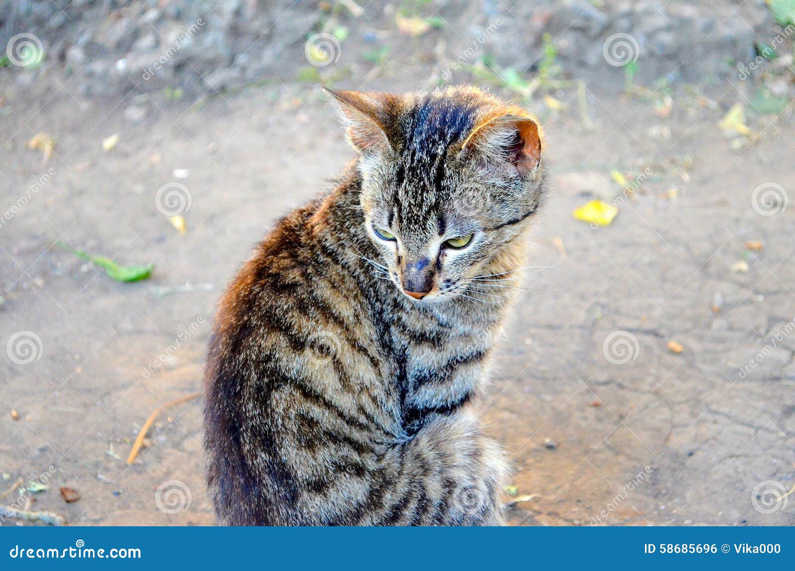 Gato rayado foto de archivo. Imagen de ratas, poseer - 58685696