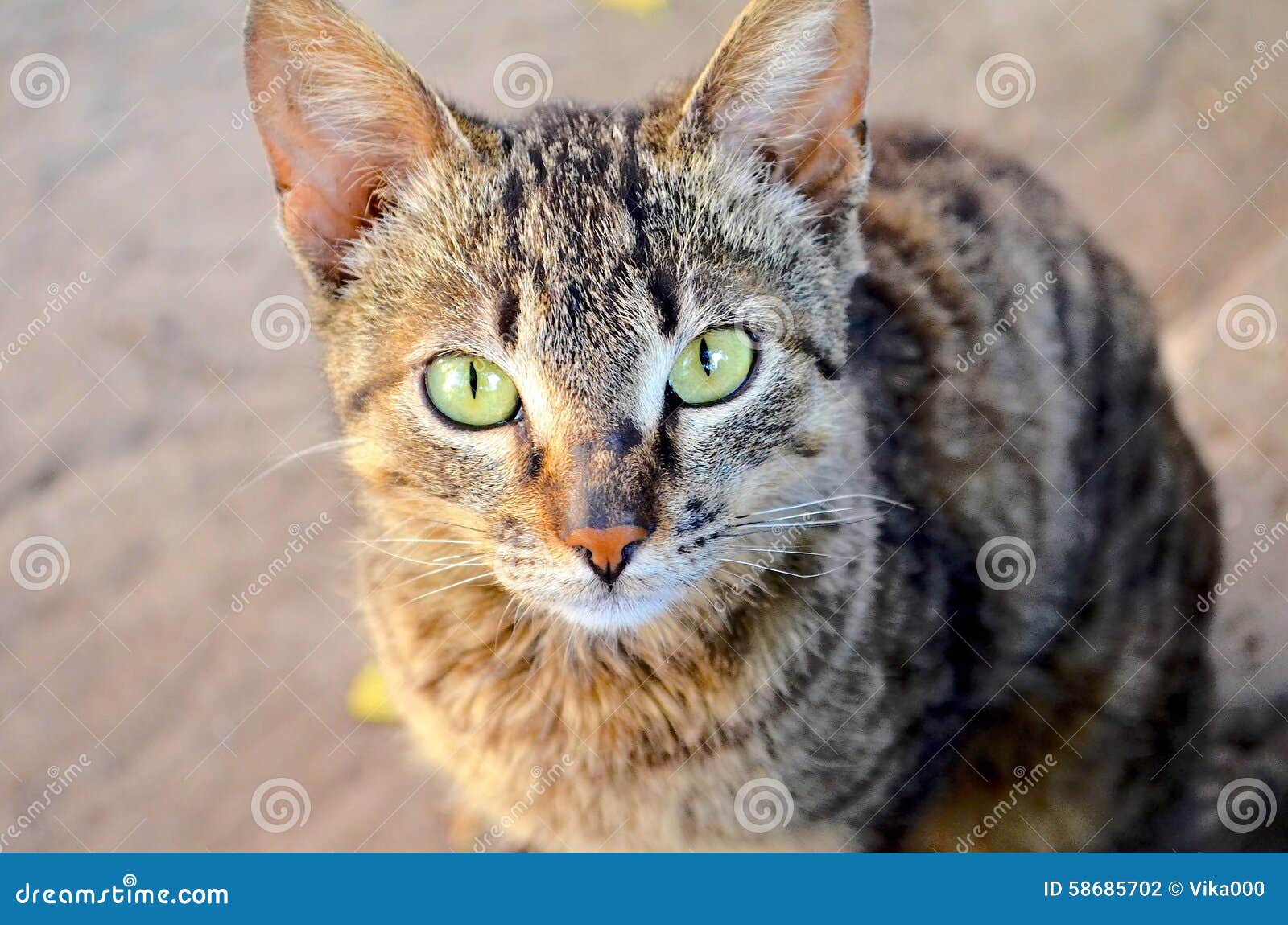 Gato rayado foto de archivo. Imagen de asociado, libertad - 58685702