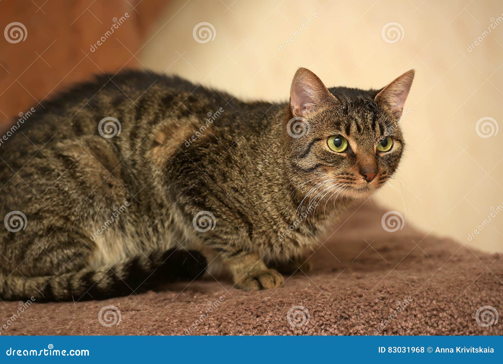 Gato rayado foto de archivo. Imagen de divertido, gris - 83031968