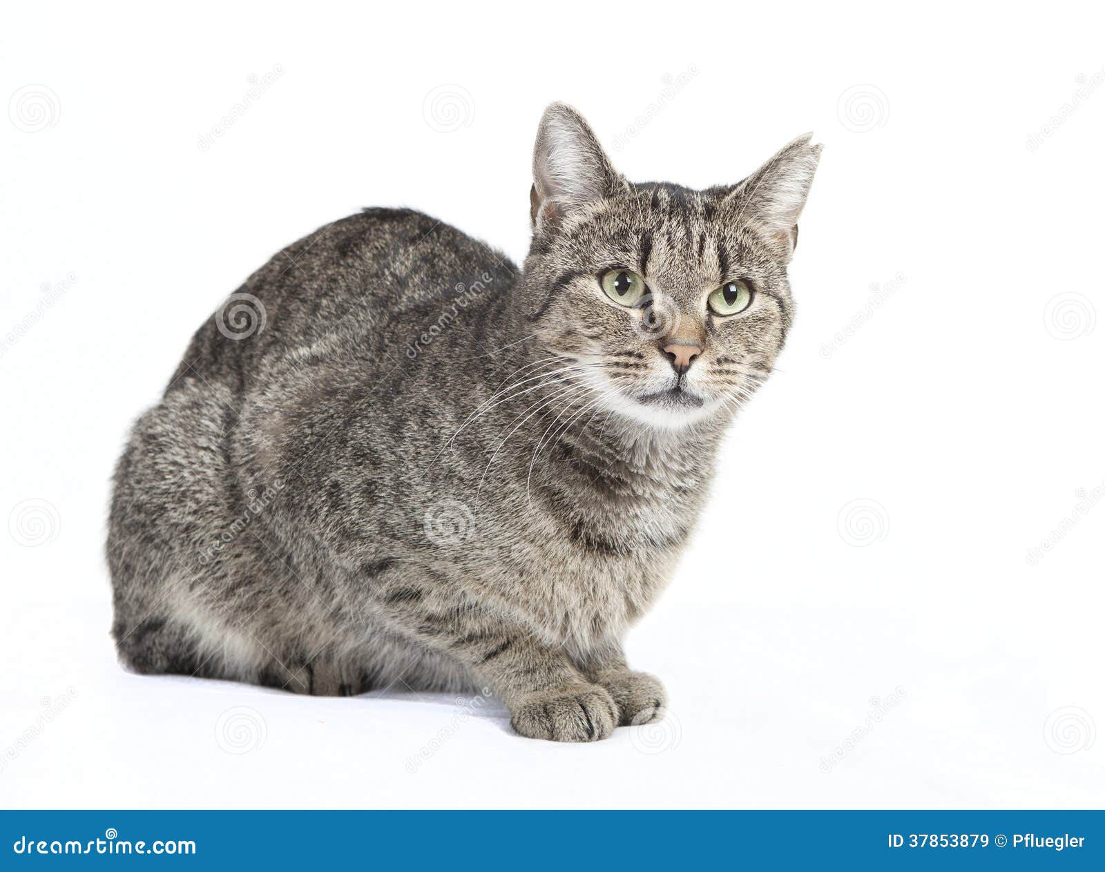 Gato rayado aislado imagen de archivo. Imagen de mullido - 37853879