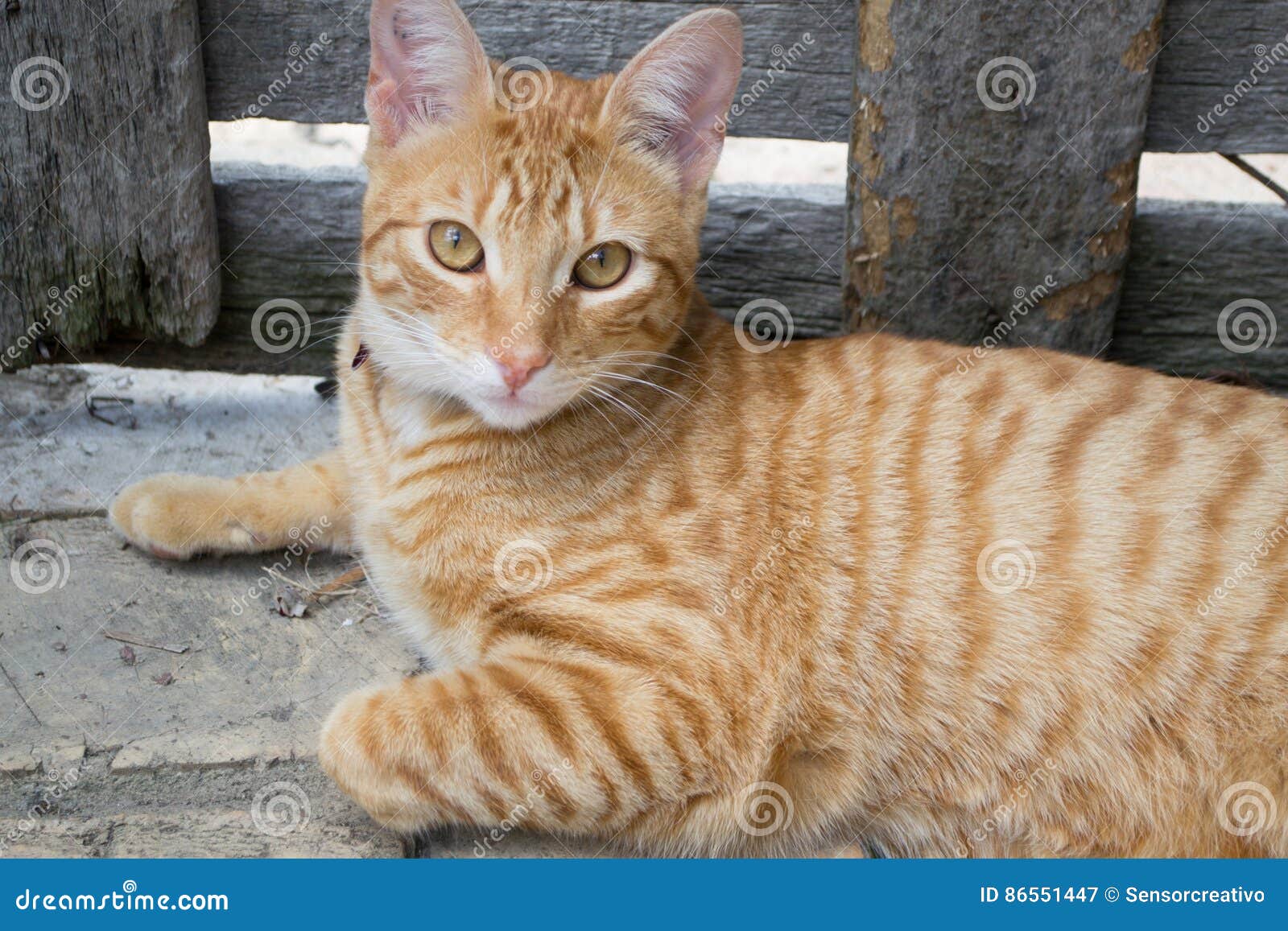 Gato rayado amarillo imagen de archivo. Imagen de gatos - 86551447