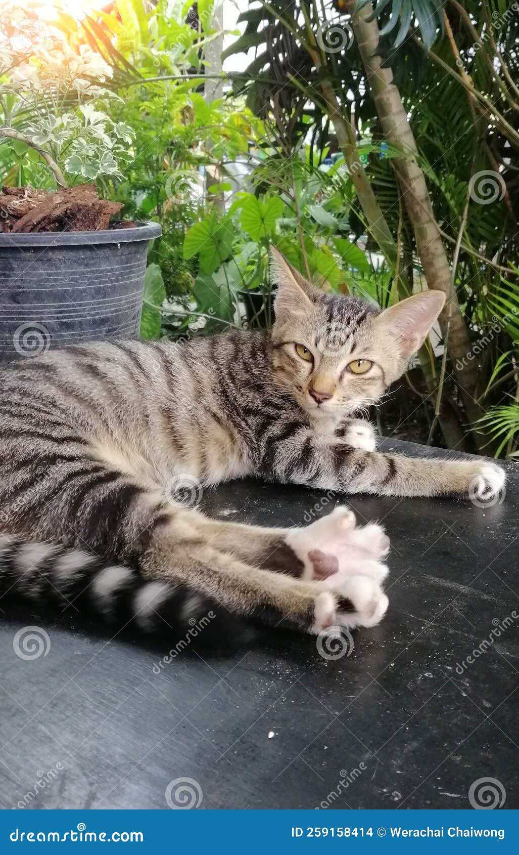 Gato Rayado Blanco Y Negro Sobre La Mesa Foto de archivo - Imagen de ...