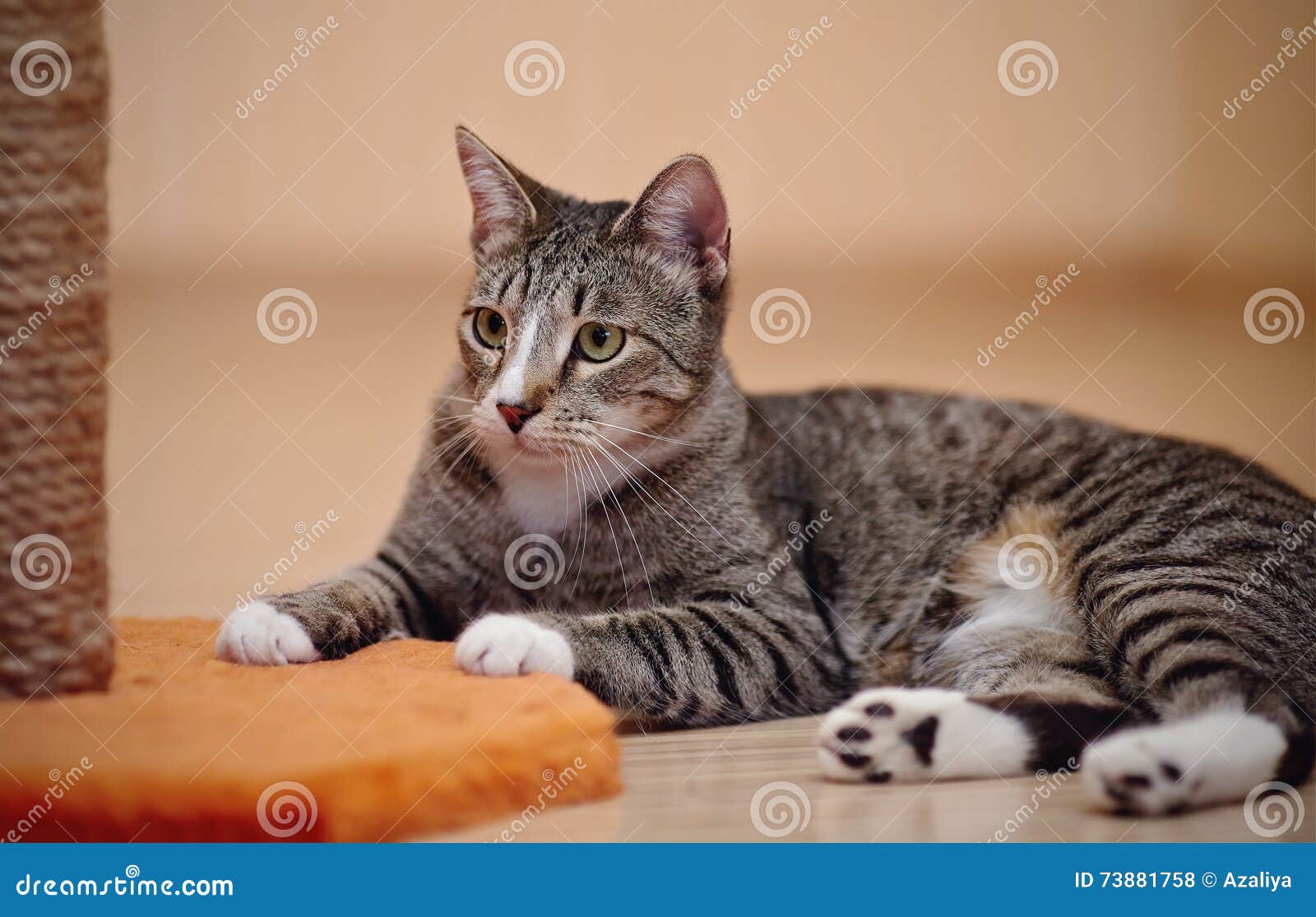 Gato Rayado De Un Color Gris Foto de archivo - Imagen de veterinario ...