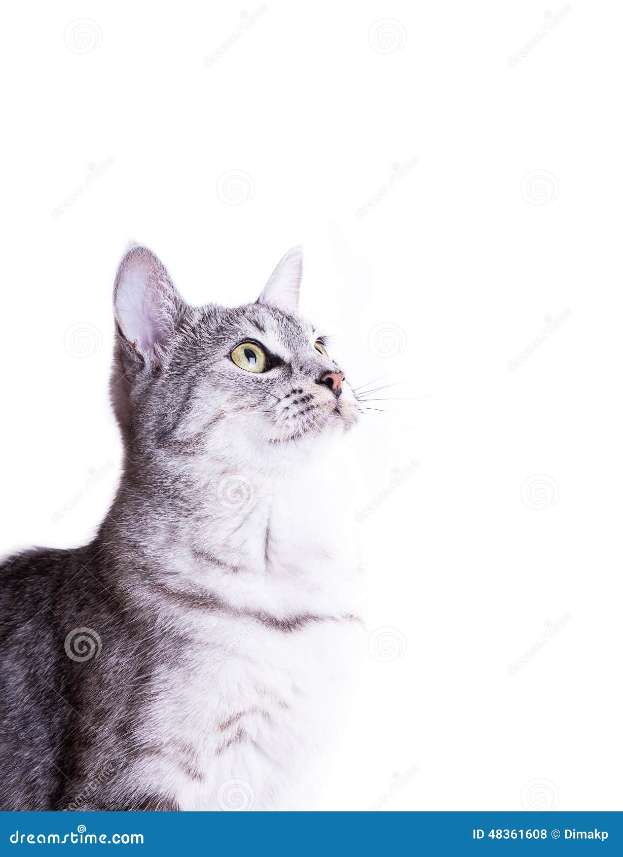 Gato Rayado Del Gato Atigrado Gris Foto de archivo - Imagen de ...