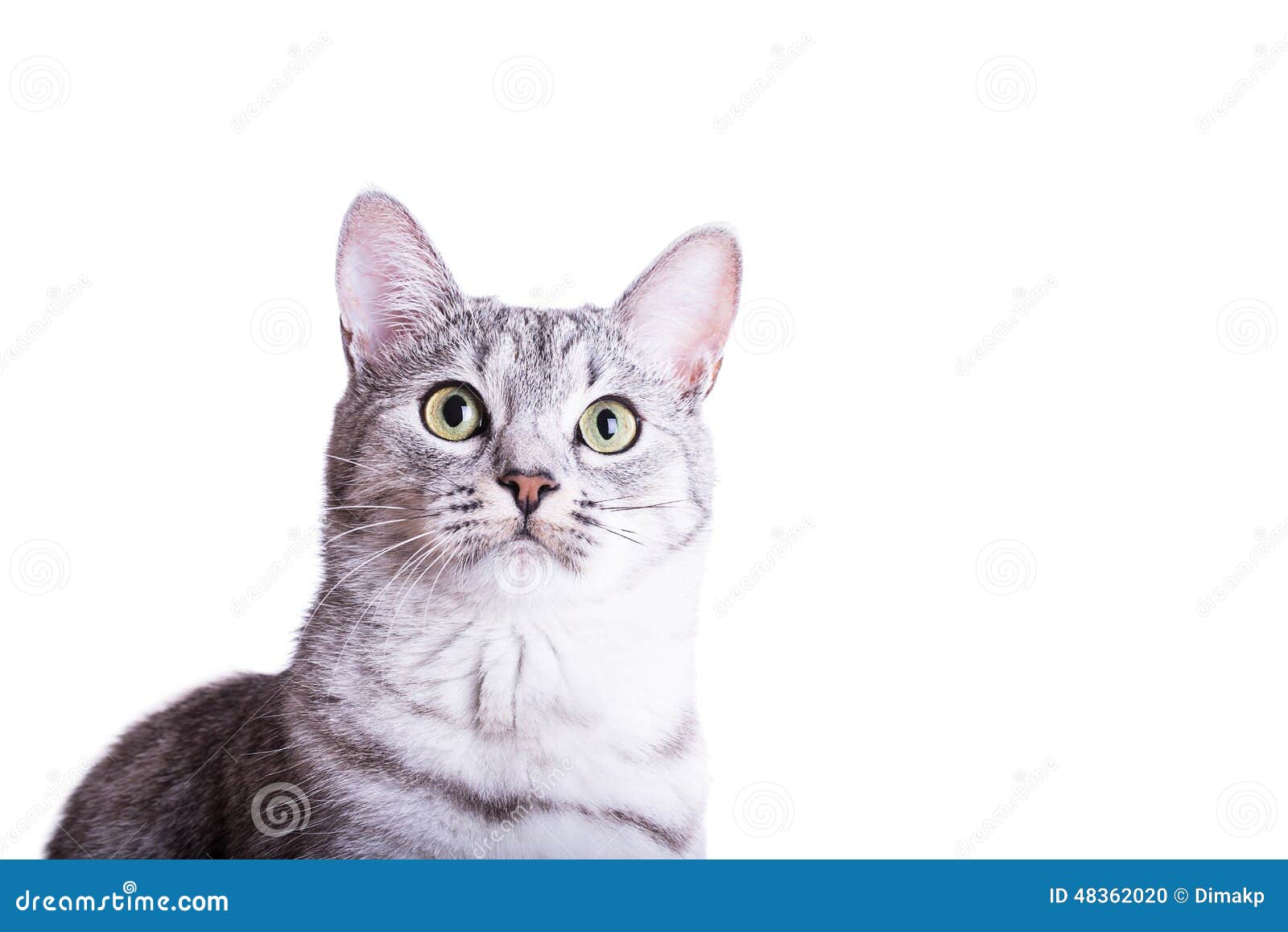 Gato Rayado Del Gato Atigrado Gris Foto de archivo - Imagen de mascota ...