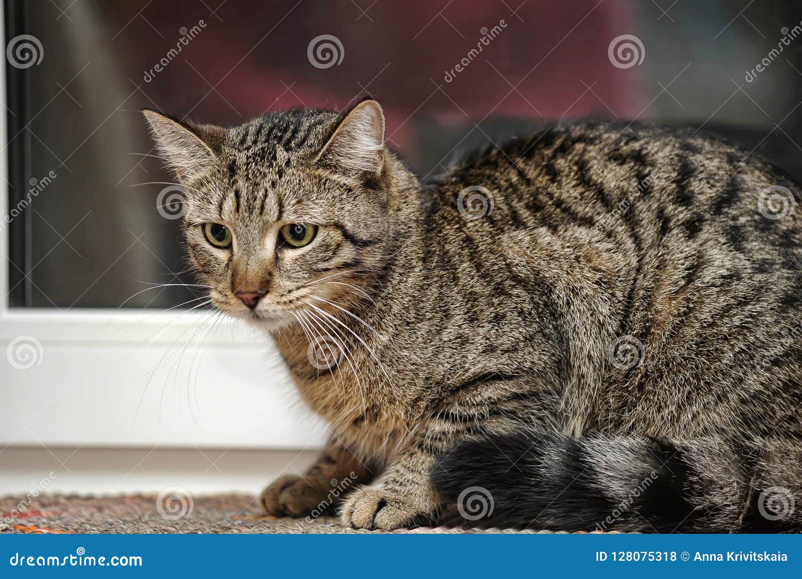 Gato rayado del shorthair foto de archivo. Imagen de peludo - 128075318
