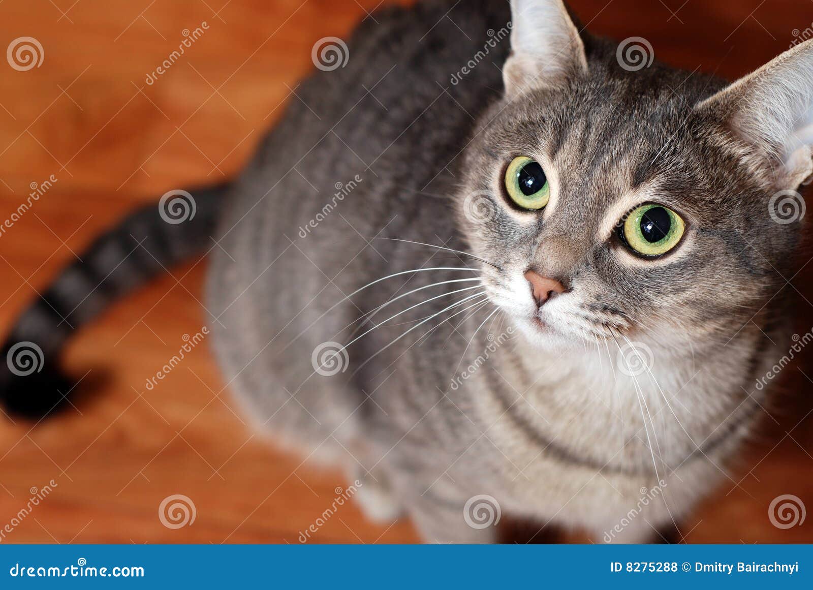 Gato rayado en el suelo foto de archivo. Imagen de rayado - 8275288