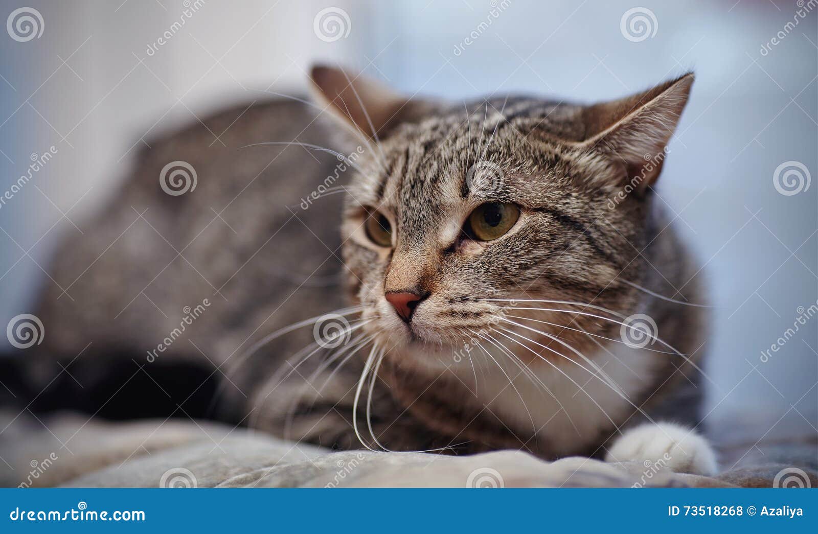 Gato rayado enojado foto de archivo. Imagen de pata, bestia - 73518268