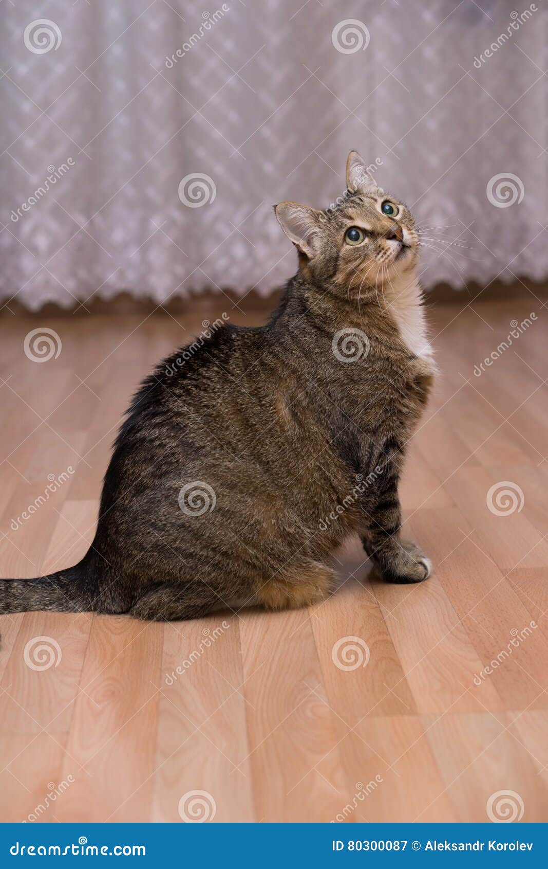 Gato rayado grande imagen de archivo. Imagen de adorable - 80300087