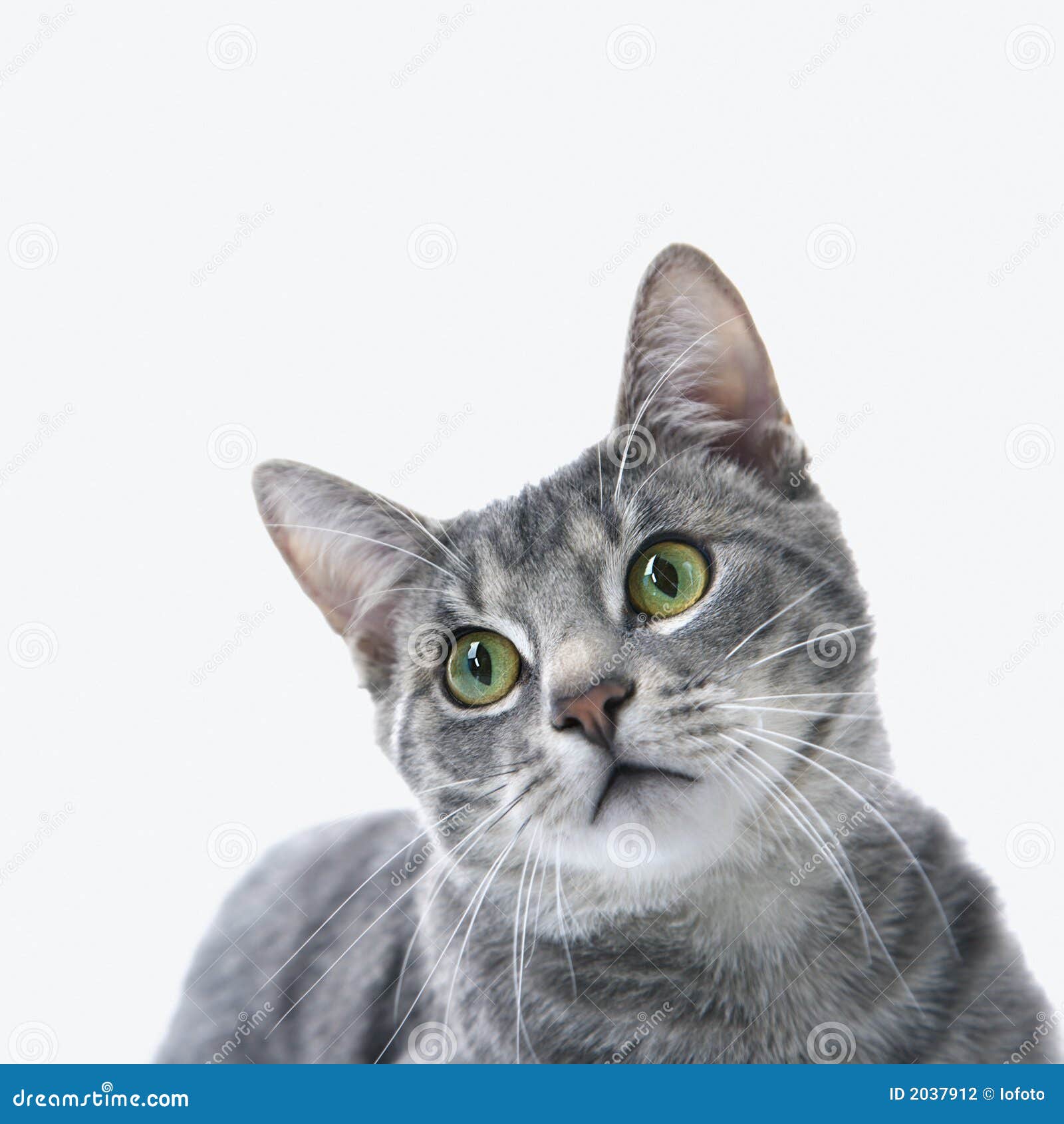 Gato rayado gris. foto de archivo. Imagen de color, rayas - 2037912