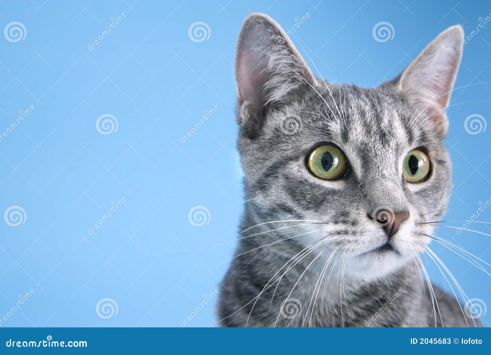 Gato rayado gris. imagen de archivo. Imagen de animal - 2045683