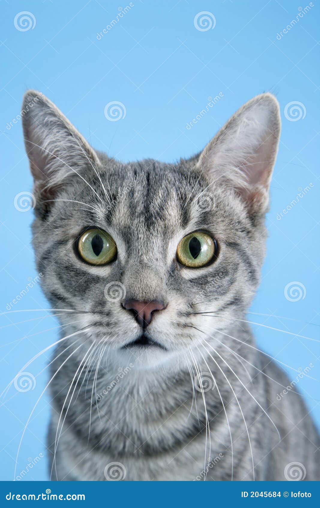 Gato rayado gris. foto de archivo. Imagen de rayas, salir - 2045684