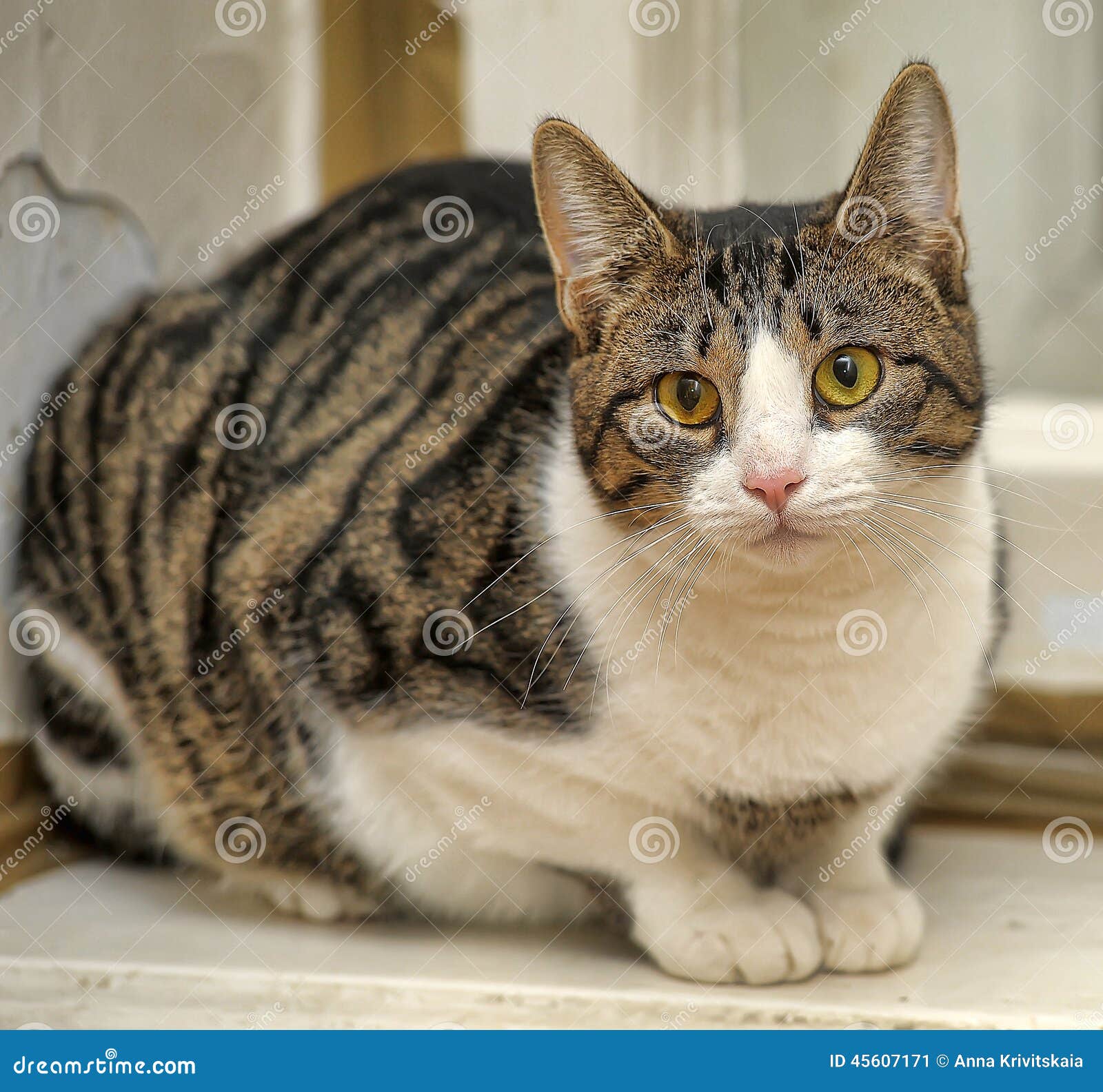 Gato rayado gris imagen de archivo. Imagen de alfombra - 45607171