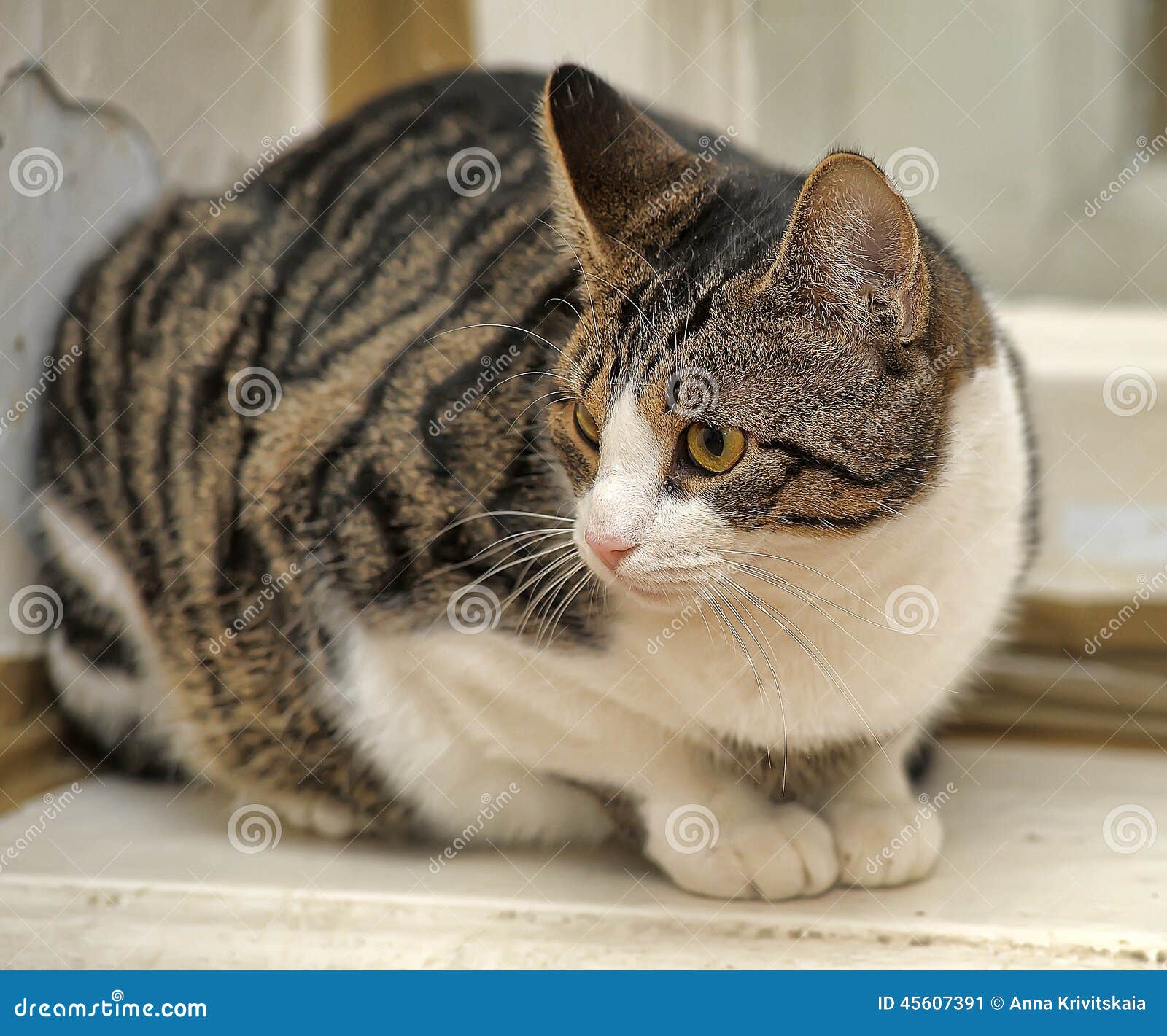 Gato rayado gris imagen de archivo. Imagen de vientre - 45607391