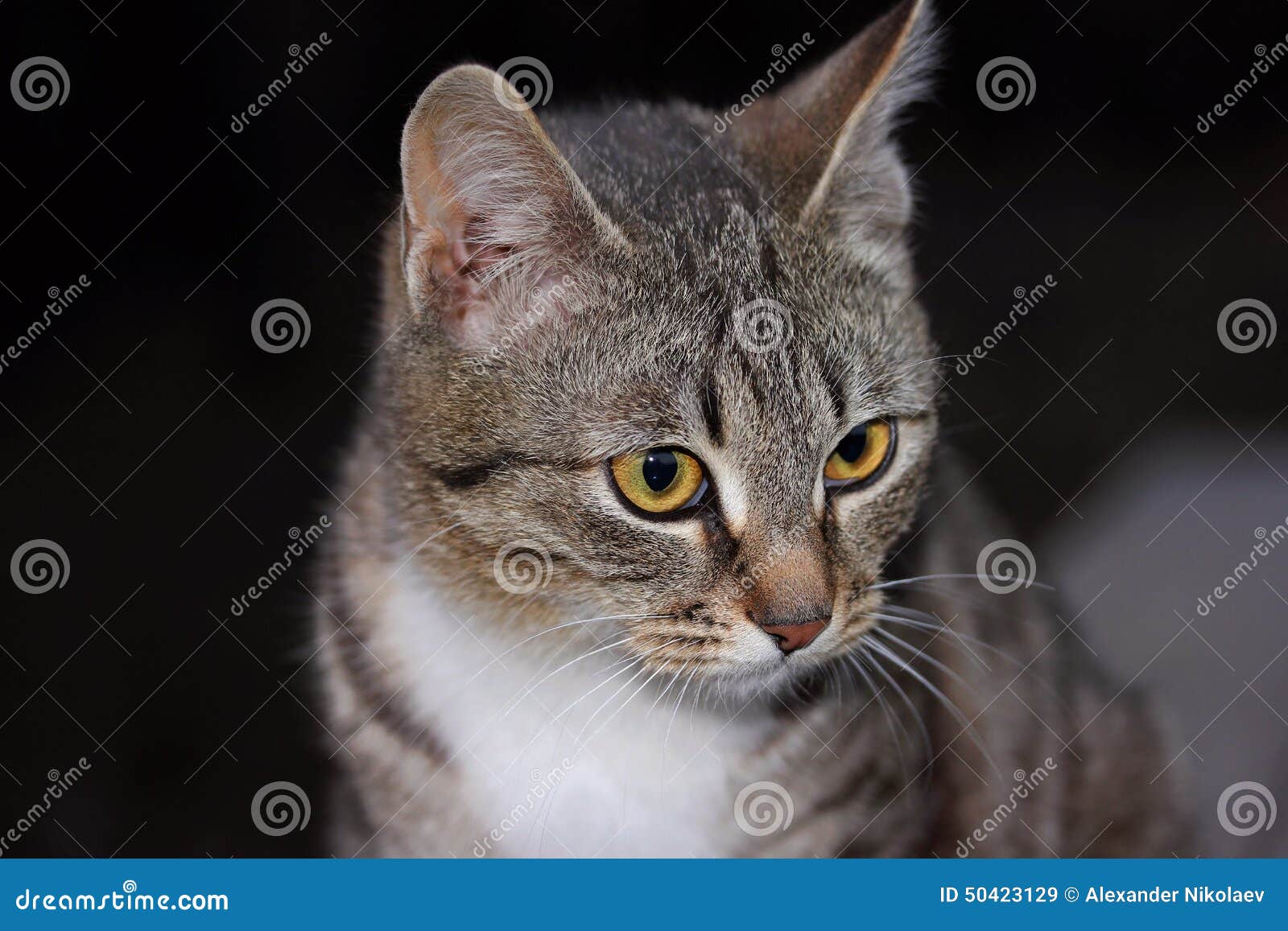 Gato rayado gris imagen de archivo. Imagen de animales - 50423129