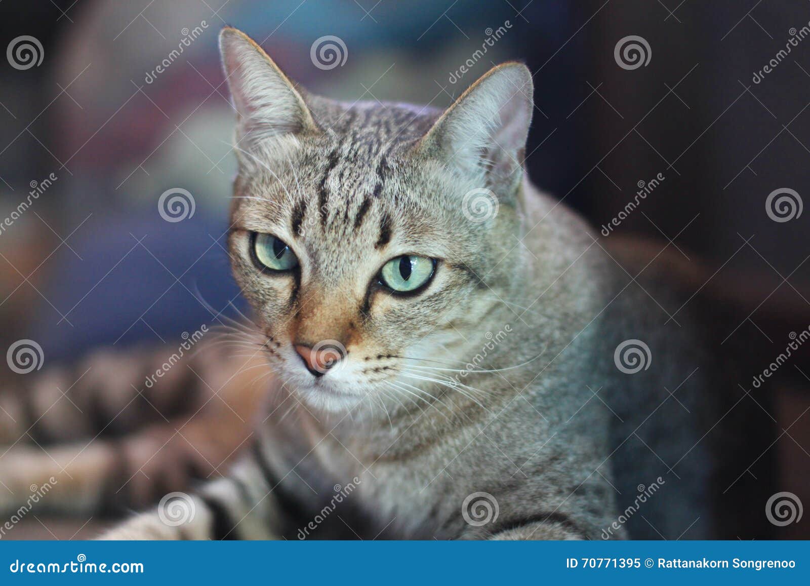 Gato rayado gris imagen de archivo. Imagen de detalle - 70771395