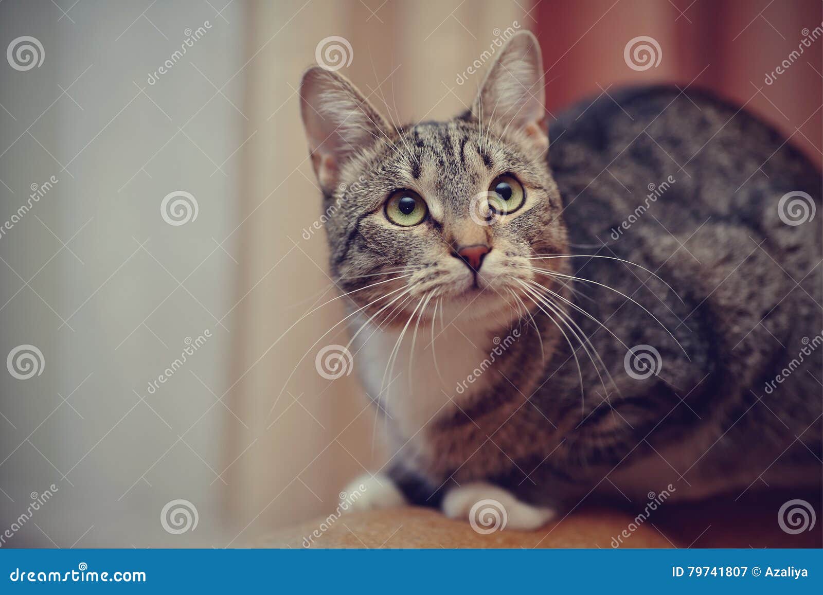 Gato rayado gris imagen de archivo. Imagen de criatura - 79741807