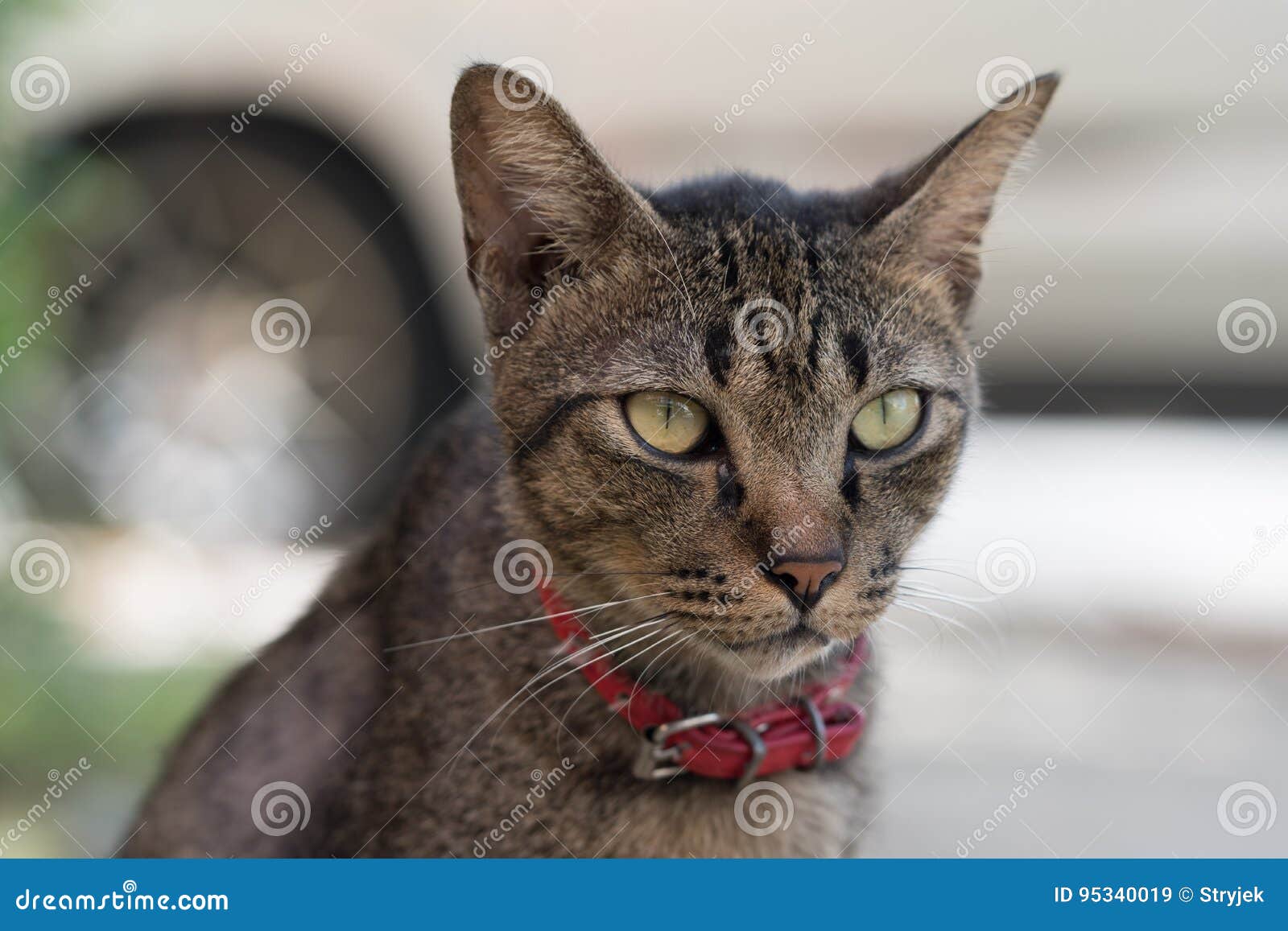 Gato rayado gris imagen de archivo. Imagen de cierre - 95340019