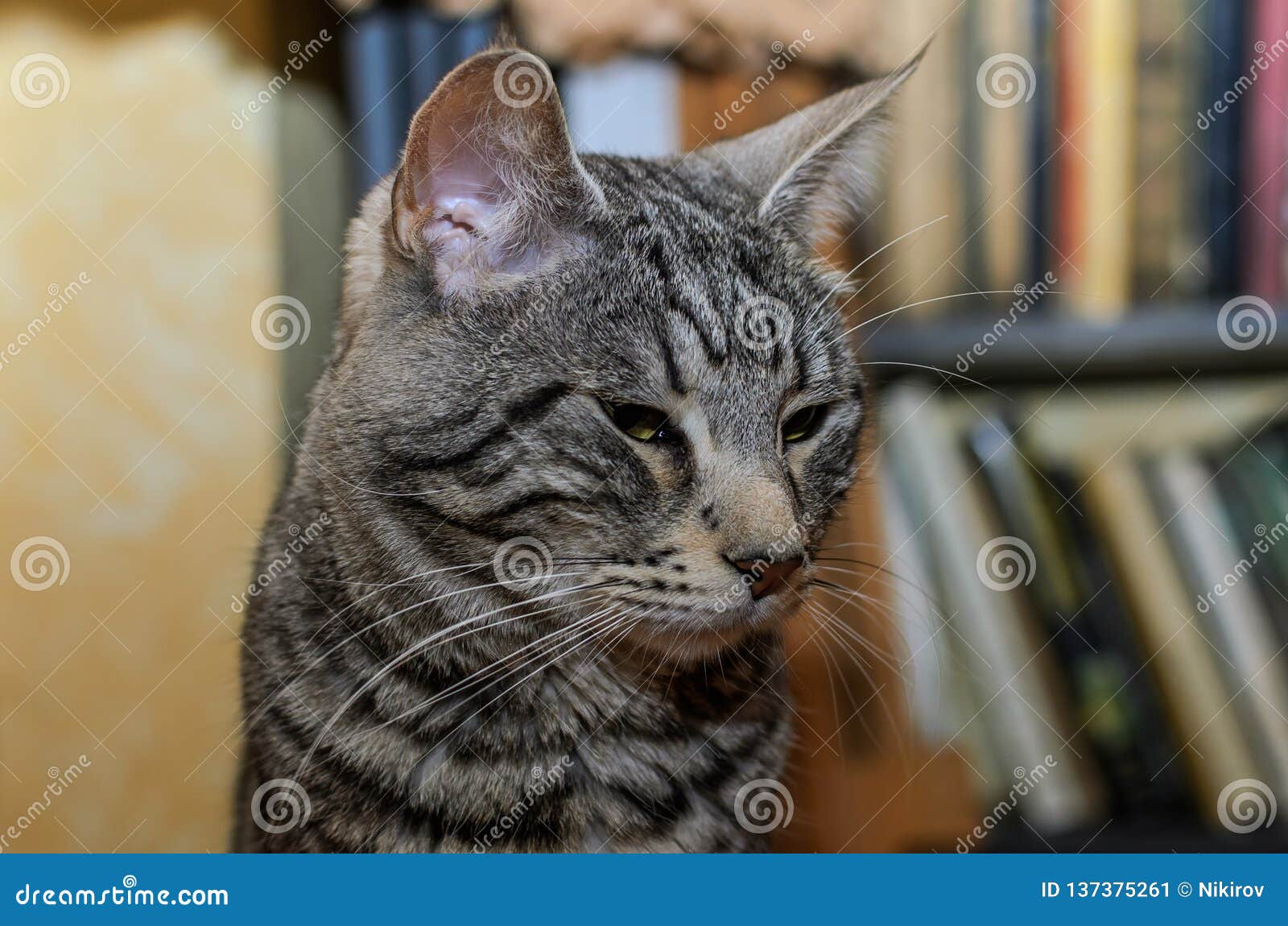 Gato Rayado Gris Adorable En Casa Imagen de archivo - Imagen de casero ...