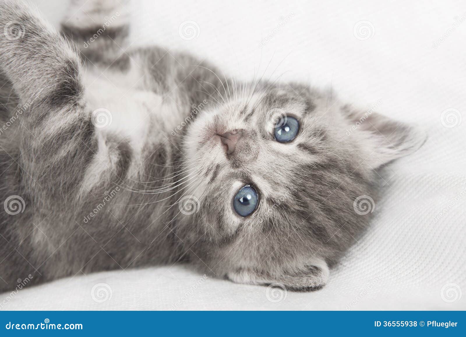 Gato rayado gris claro foto de archivo. Imagen de joven - 36555938