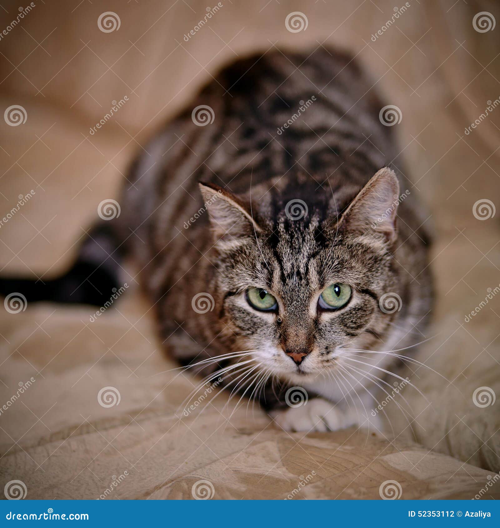 Gato Rayado Gris Del Shorthair Foto de archivo - Imagen de piel ...