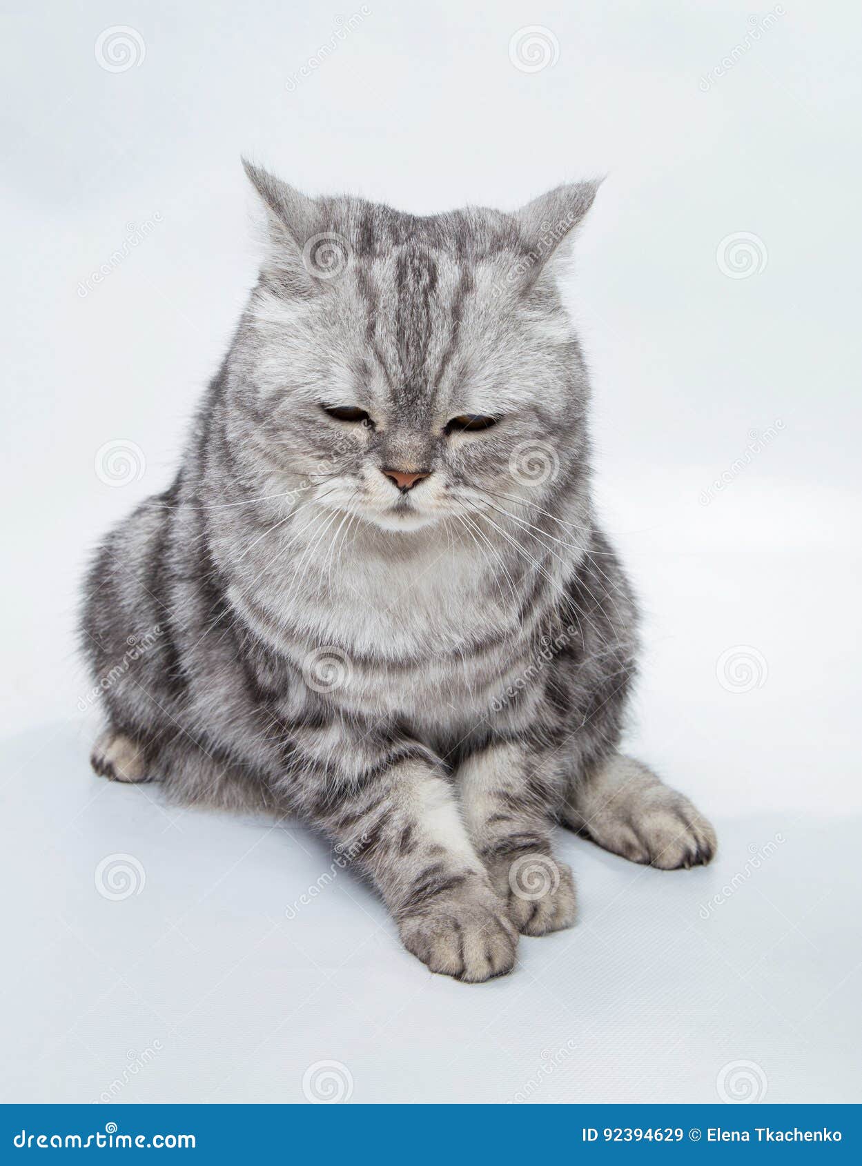 Gato rayado gris encendido imagen de archivo. Imagen de mascota - 92394629