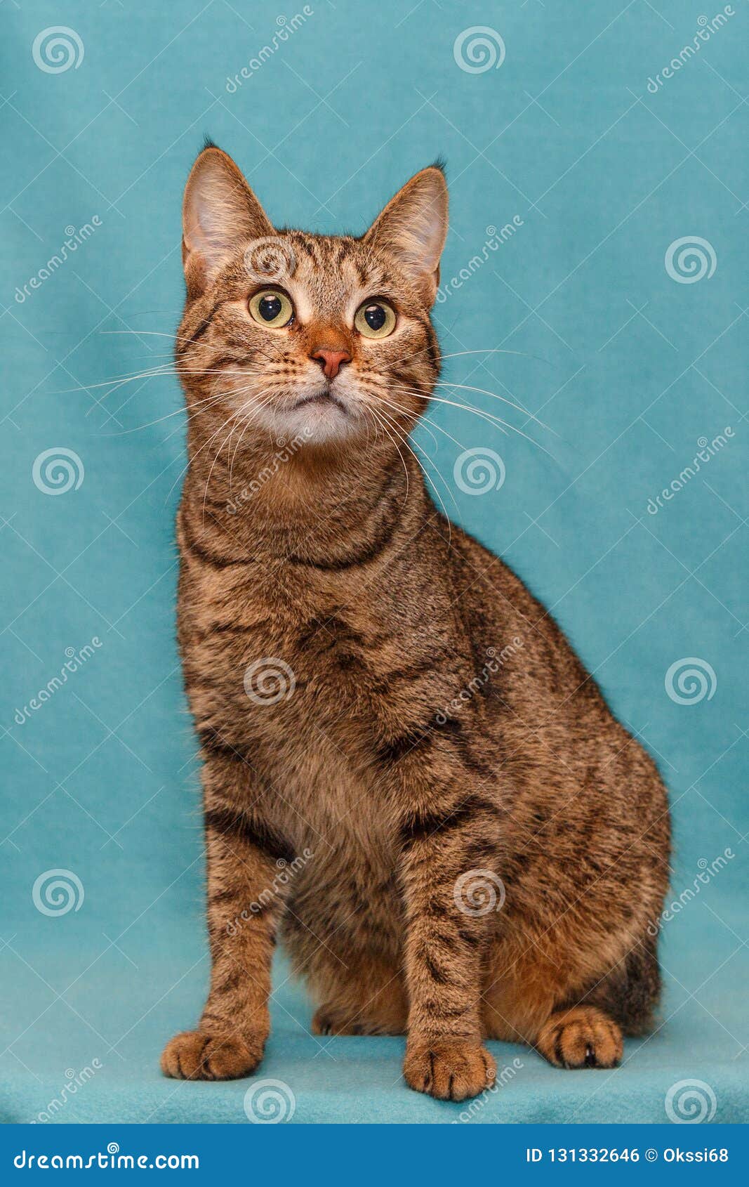 Gato rayado gris hermoso foto de archivo. Imagen de gatos - 131332646