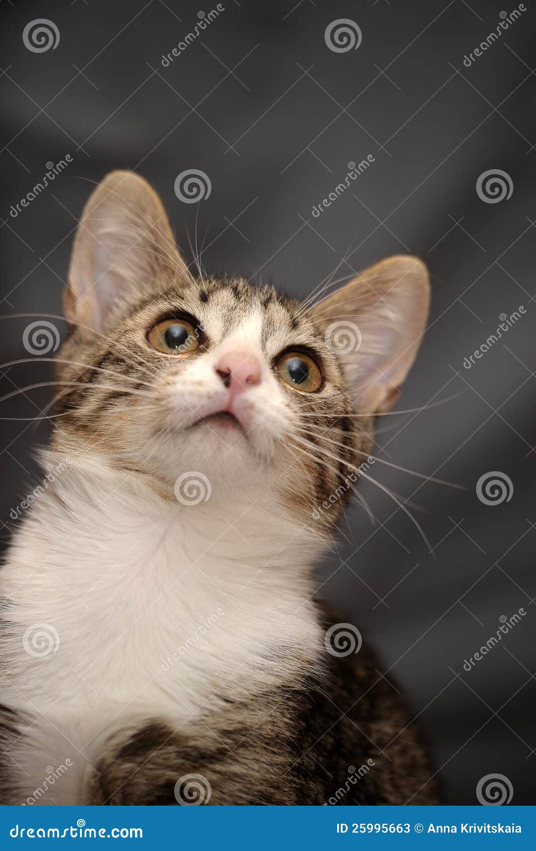 Gato rayado hermoso imagen de archivo. Imagen de gatito - 25995663