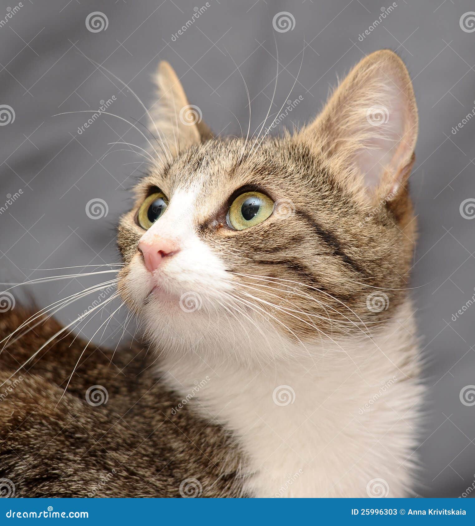 Gato rayado hermoso imagen de archivo. Imagen de cubo - 25996303