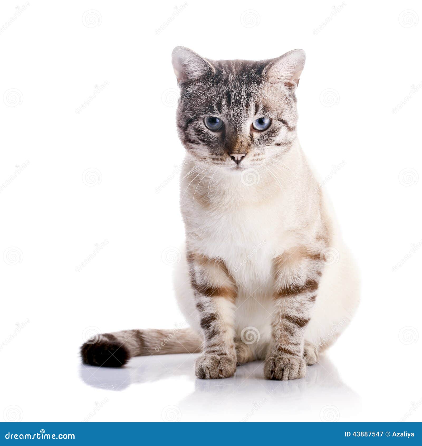 Gato Rayado Hermoso Con Los Ojos Azules Imagen de archivo - Imagen de ...