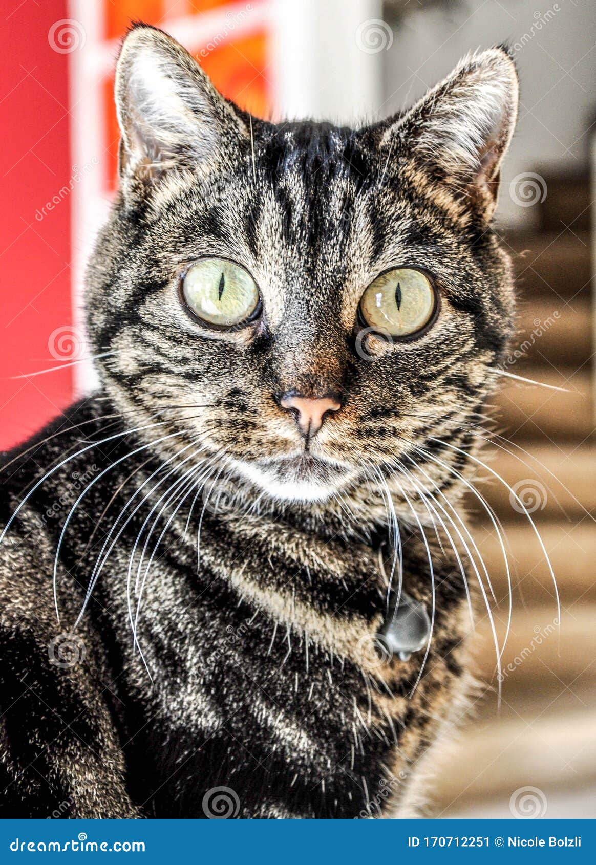 Gato a Rayas Con Ojos Enormes Imagen de archivo - Imagen de animal ...