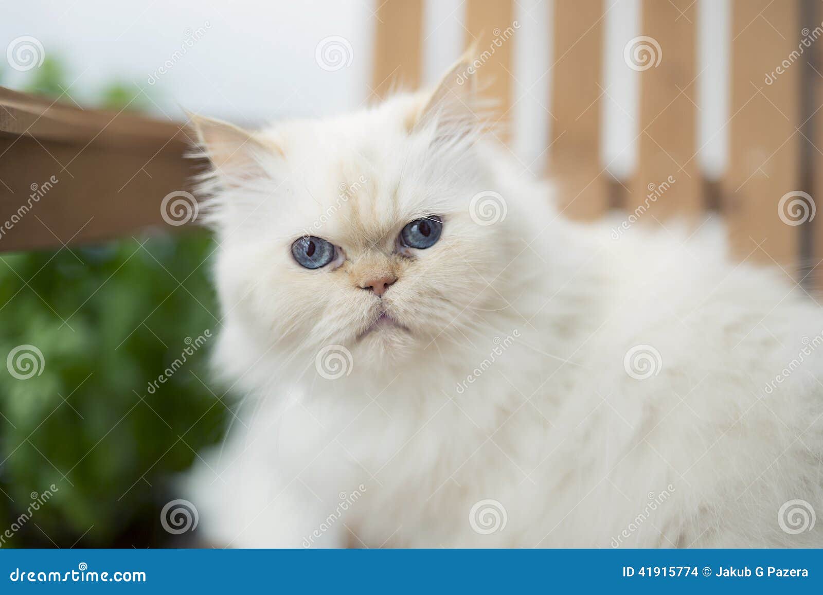 Gato real foto de archivo. Imagen de adorable, purina - 41915774