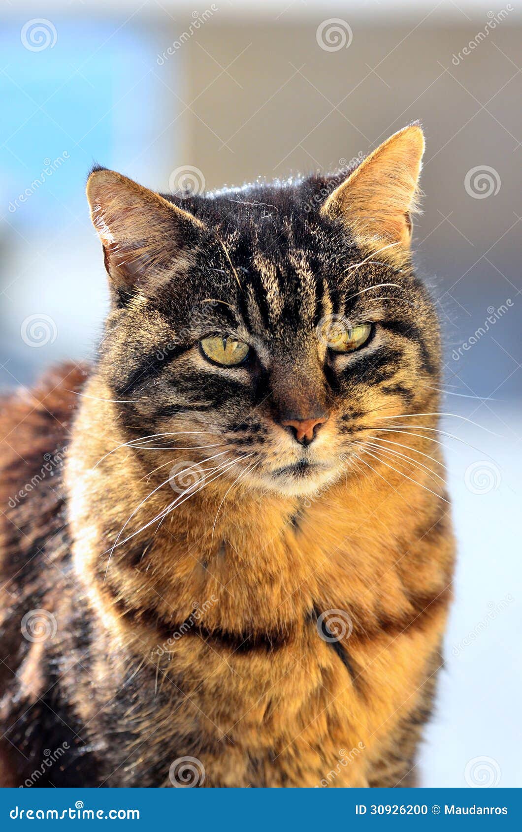 Gato rechoncho foto de archivo. Imagen de adorable, italia - 30926200