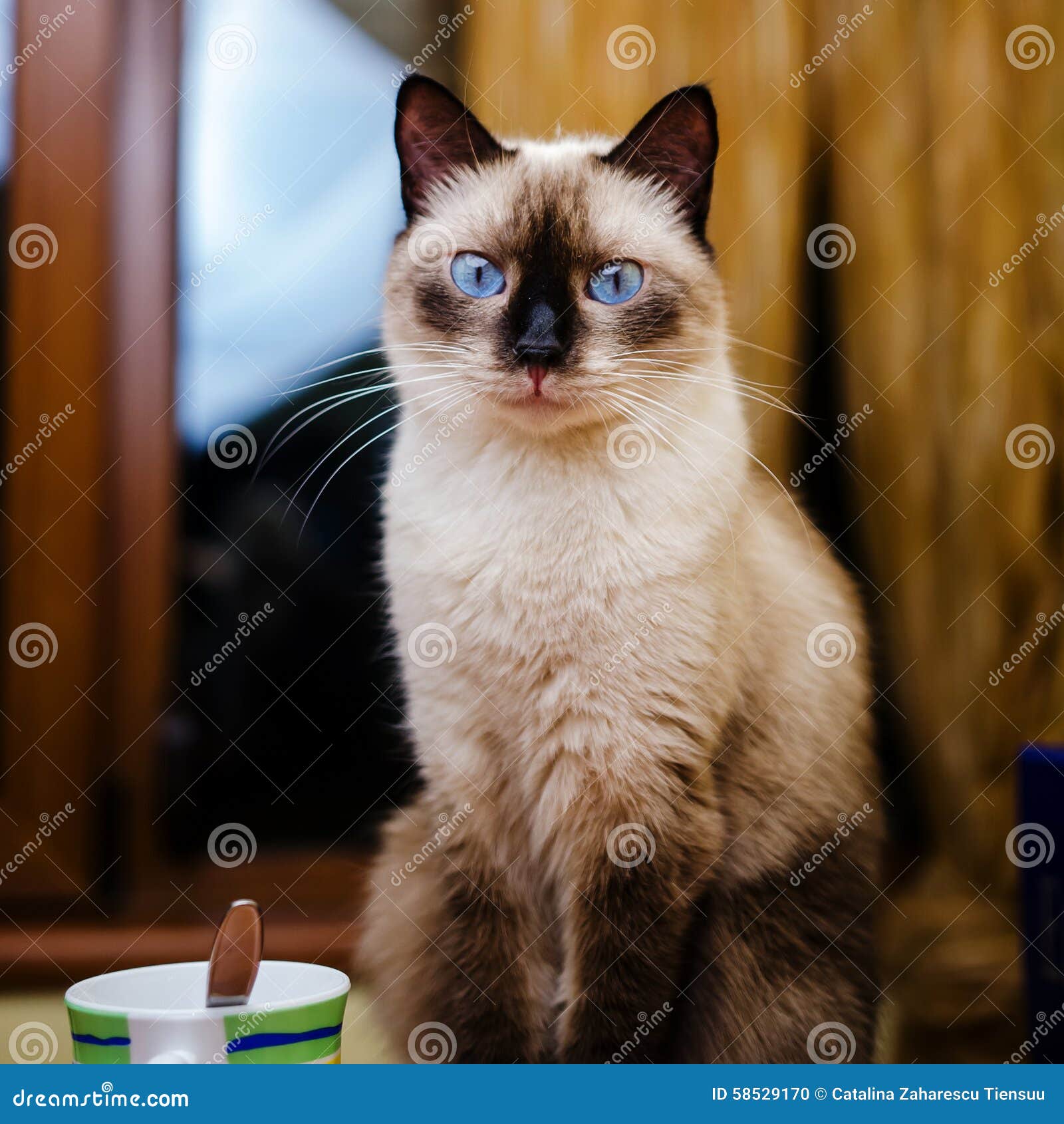 Gato Relaxed foto de archivo. Imagen de animal, relajado - 58529170