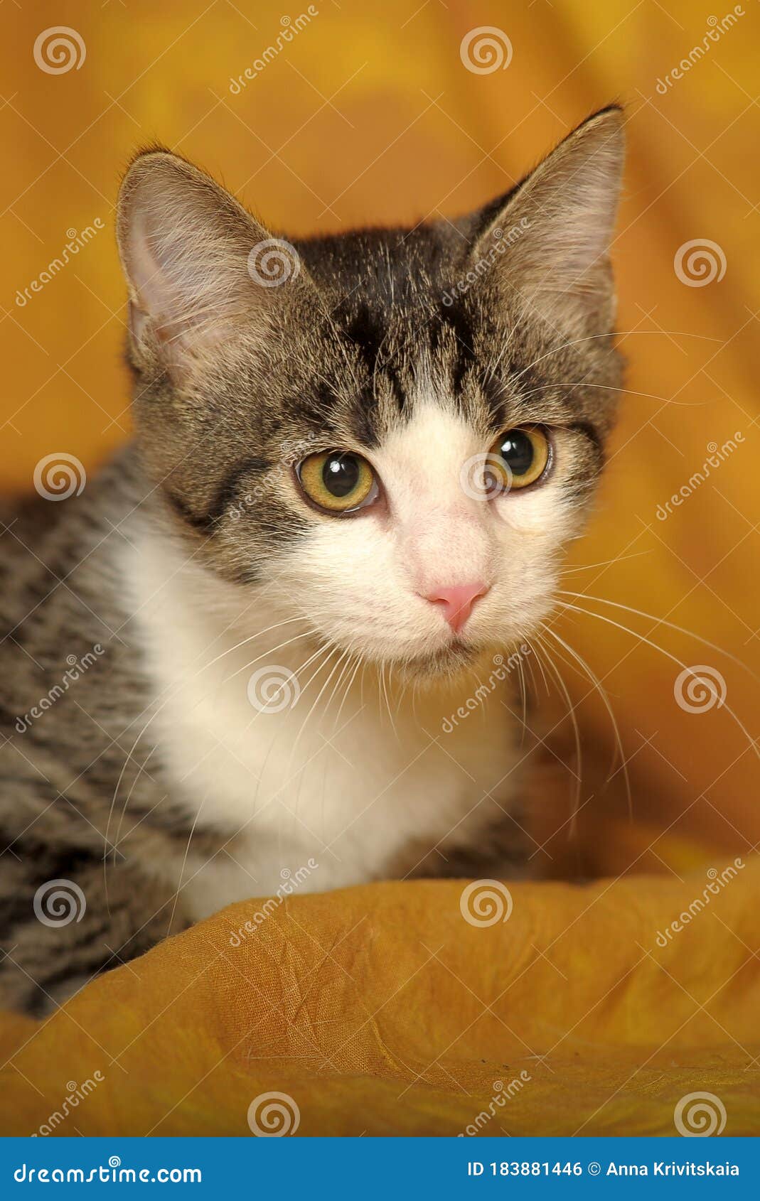 Gato riscado e branco foto de stock. Imagem de listras - 183881446