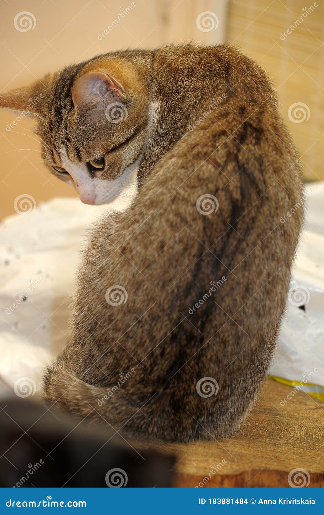 Gato riscado e branco foto de stock. Imagem de olhar - 183881484