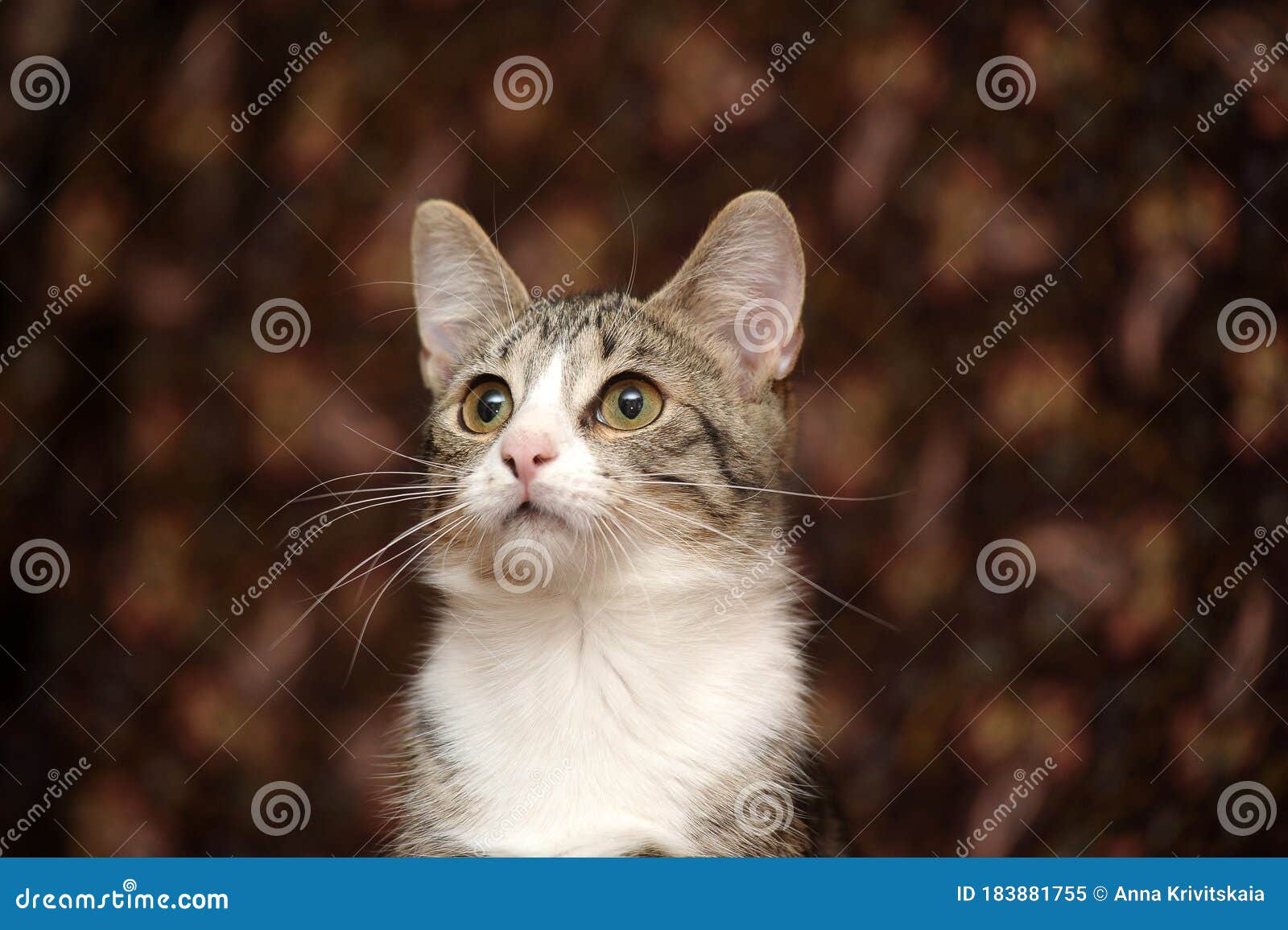 Gato riscado e branco imagem de stock. Imagem de felino - 183881755