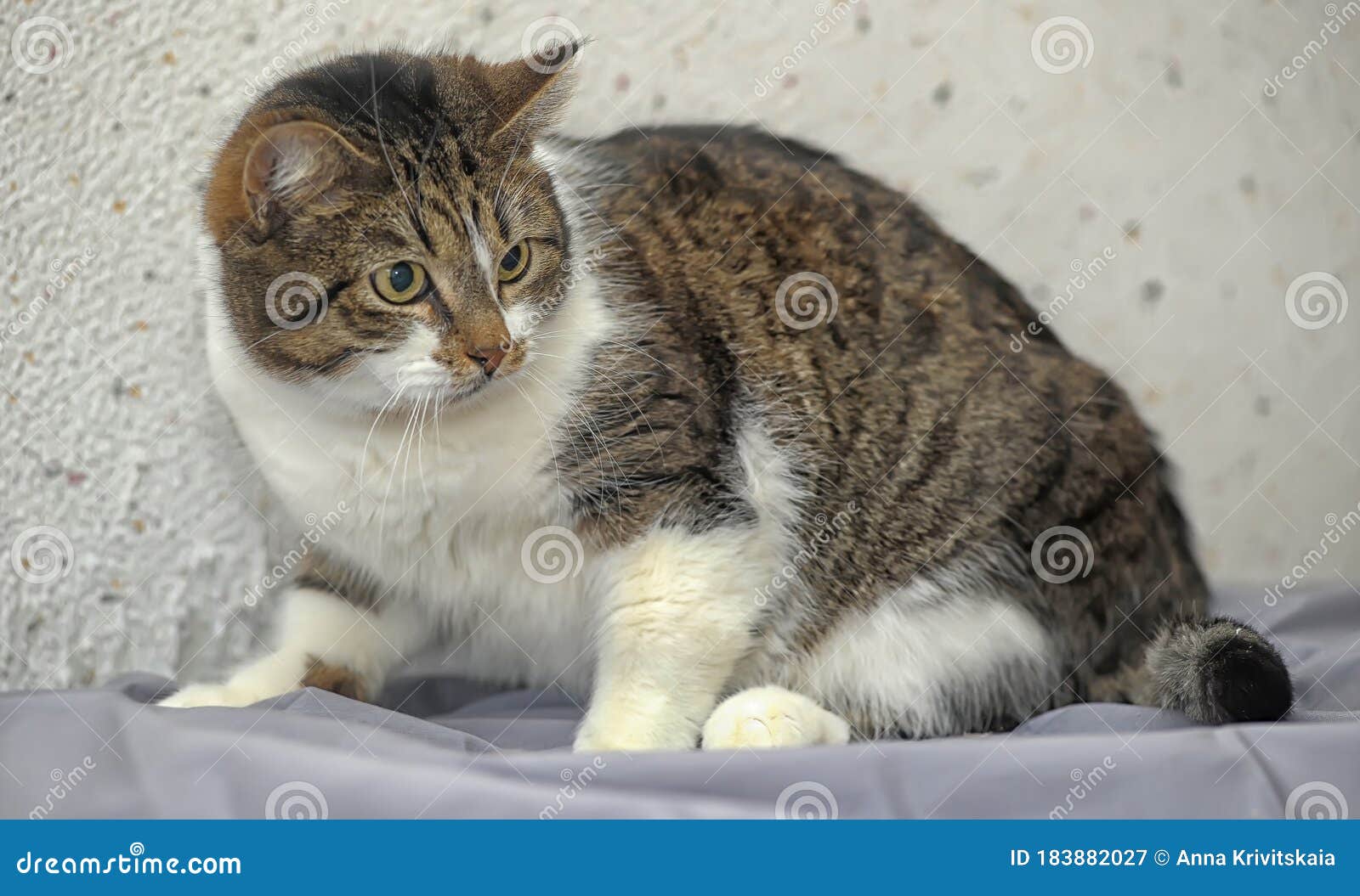 Gato riscado e branco imagem de stock. Imagem de macio - 183882027