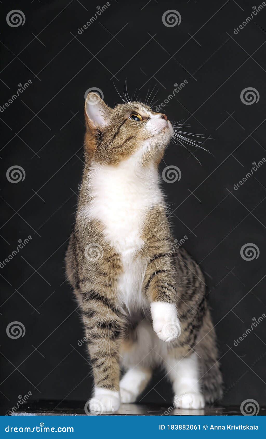 Gato riscado e branco imagem de stock. Imagem de gatos - 183882061