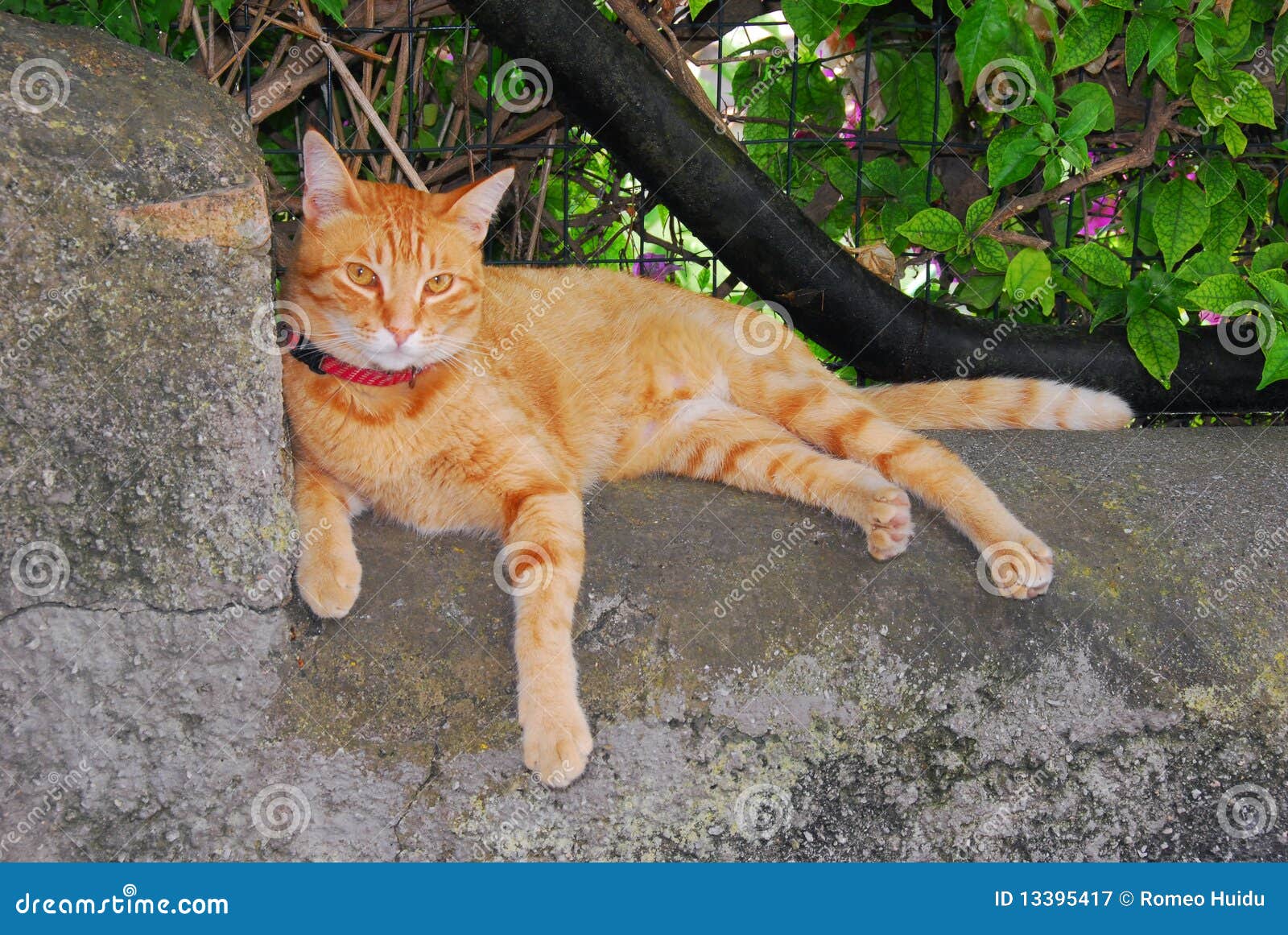 Gato rojo imagen de archivo. Imagen de animal, mascota - 13395417