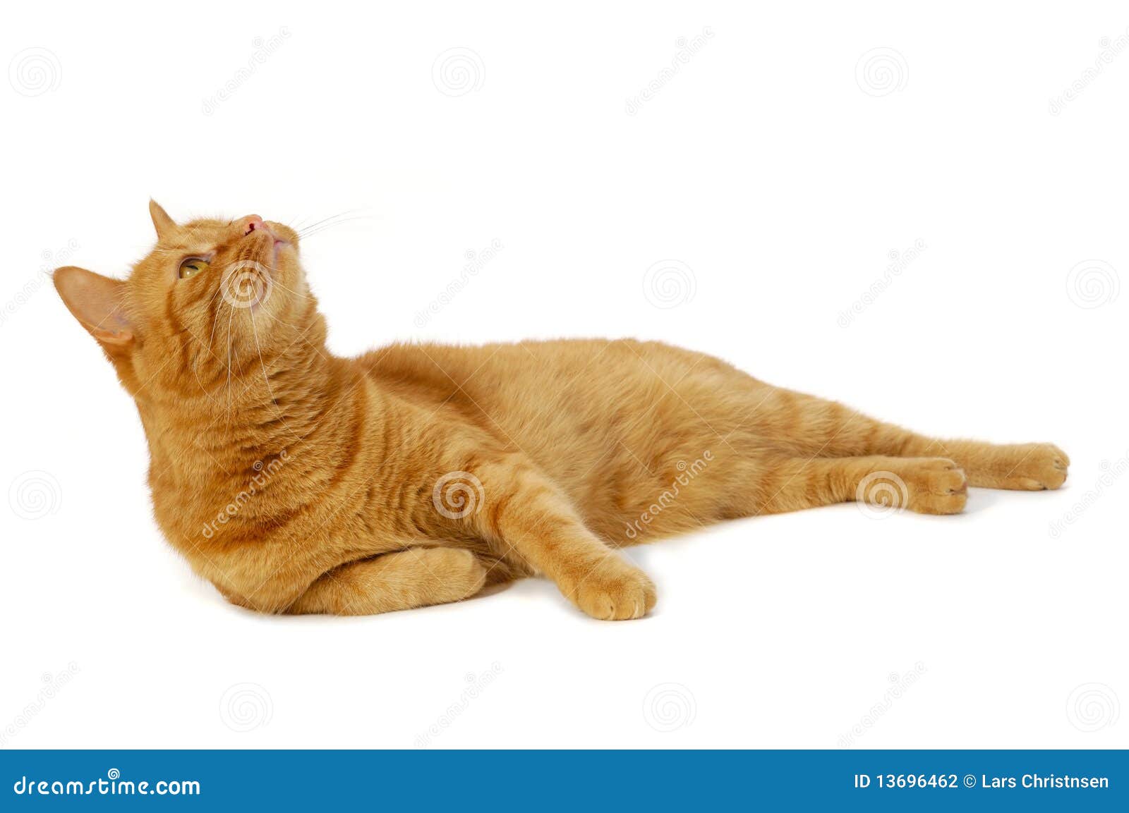 Gato rojo foto de archivo. Imagen de colorido, boca, fondo - 13696462