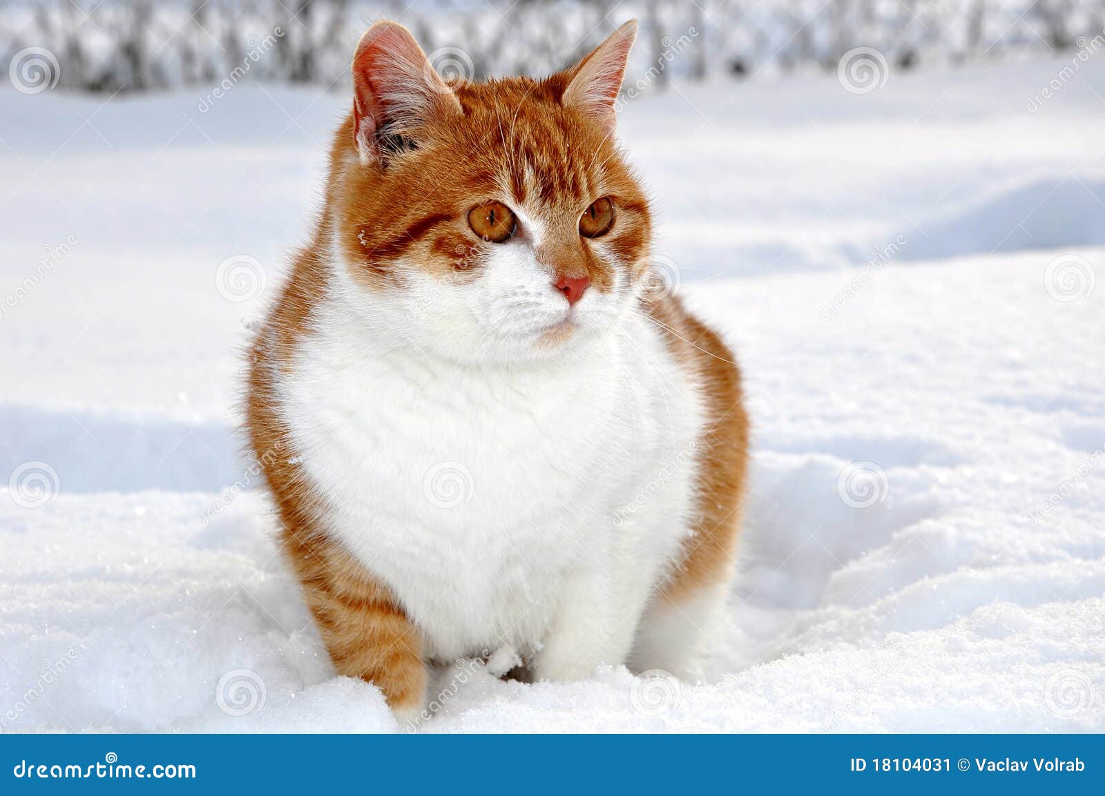 Gato rojo imagen de archivo. Imagen de anaranjado, curioso - 18104031
