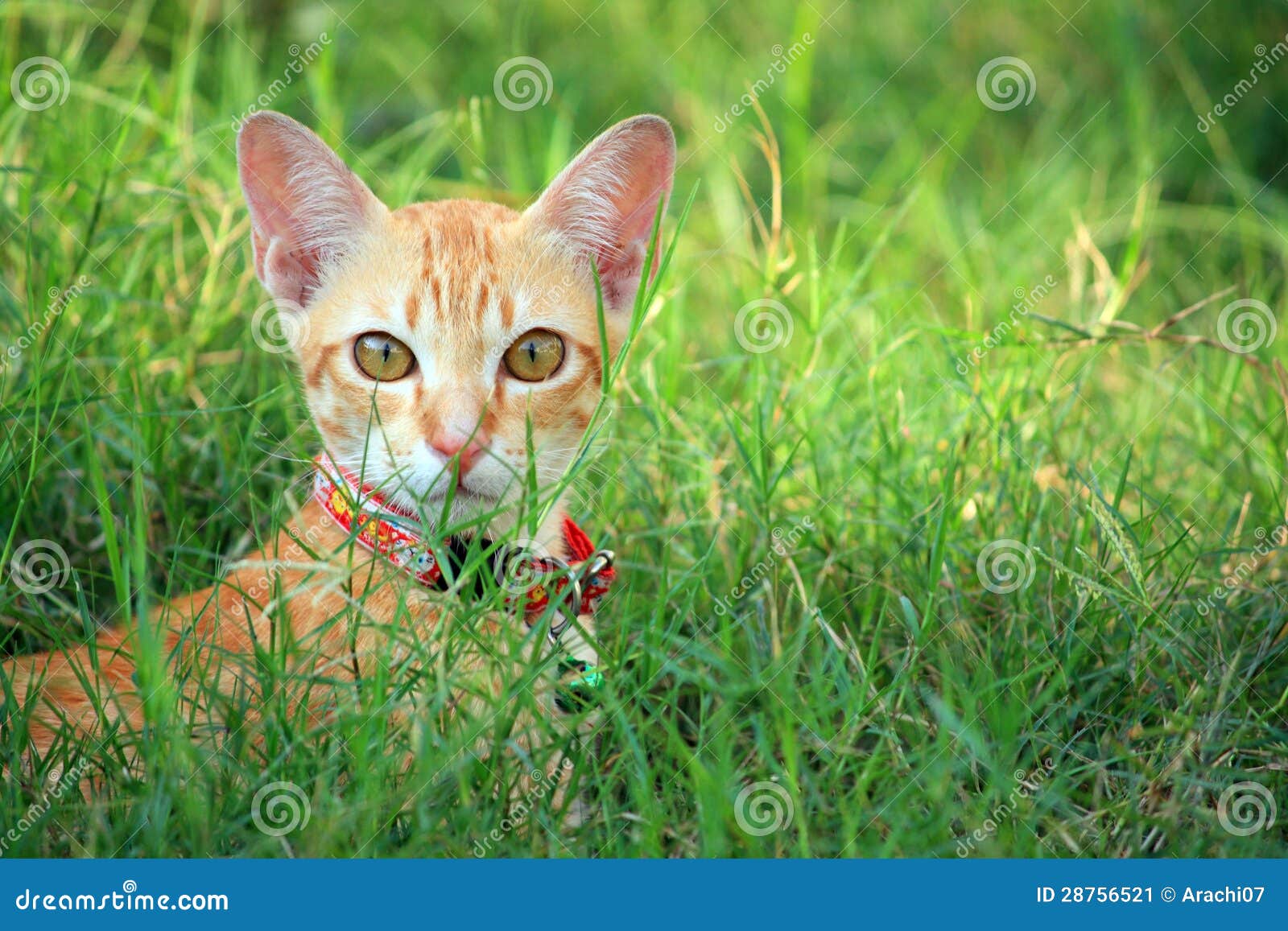 Gato rojo imagen de archivo. Imagen de animal, peludo - 28756521