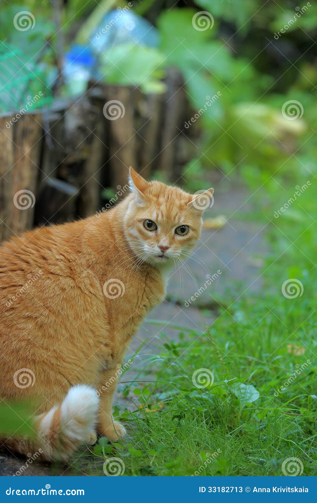 Gato rojo imagen de archivo. Imagen de cubo, interesado - 33182713