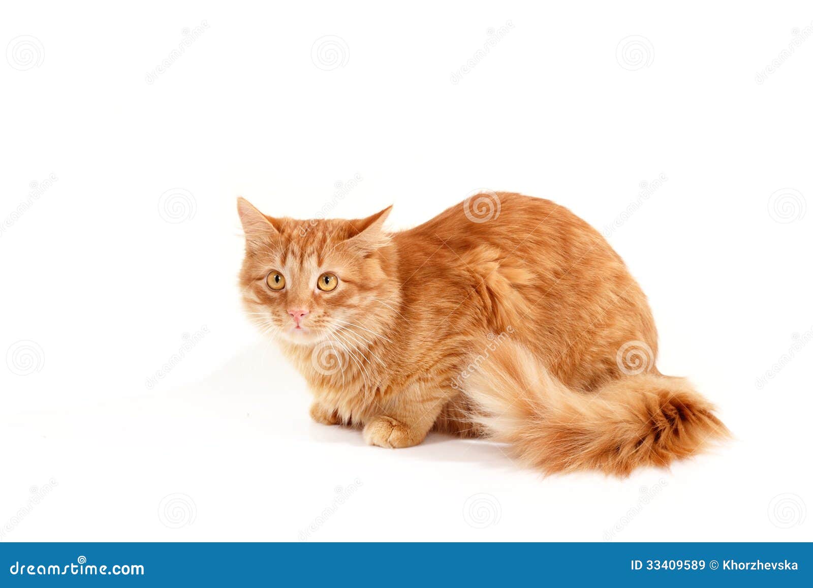 Gato rojo imagen de archivo. Imagen de abajo, relaje - 33409589