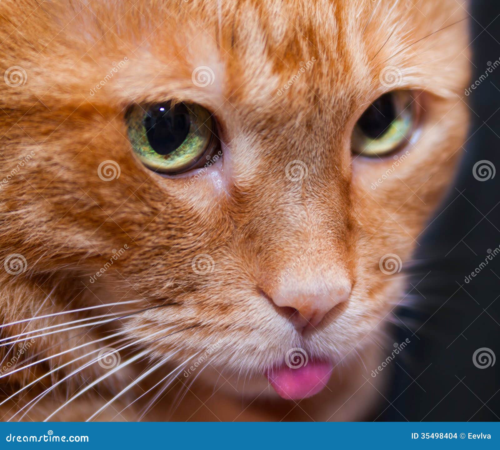 Gato rojo. foto de archivo. Imagen de pelo, piel, nariz - 35498404