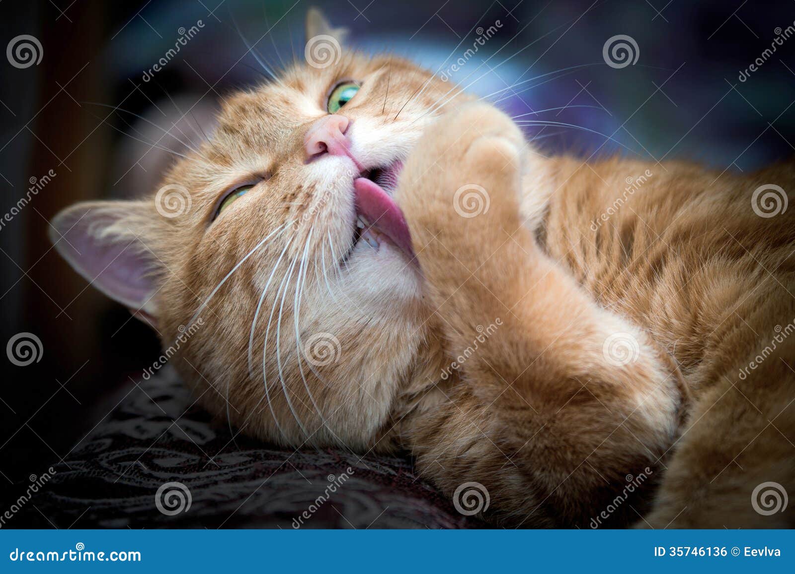 Gato rojo. foto de archivo. Imagen de foco, curiosidad - 35746136