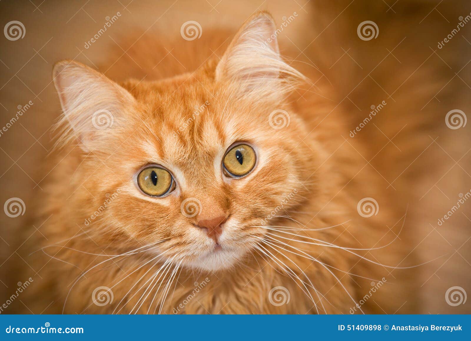 Gato rojo foto de archivo. Imagen de fondo, pensativo - 51409898