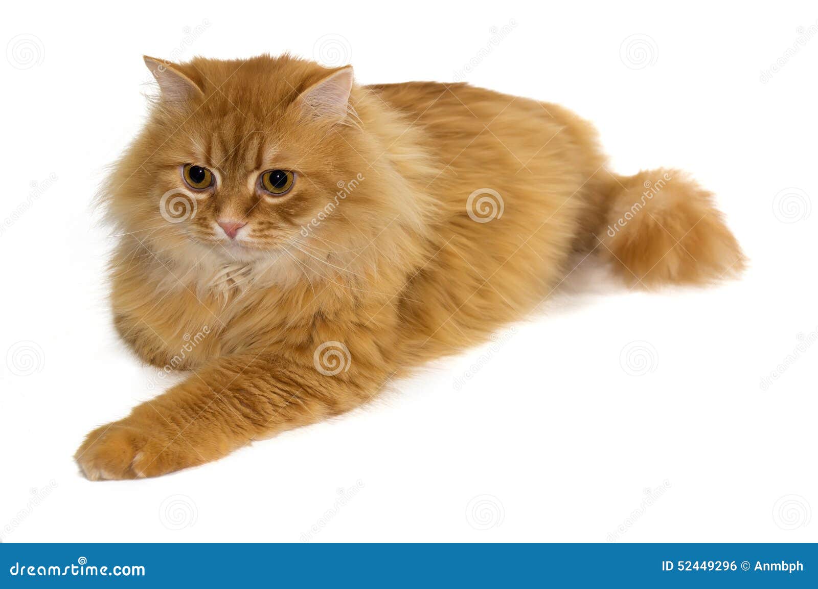 Gato rojo foto de archivo. Imagen de animal, pelo, fondo - 52449296